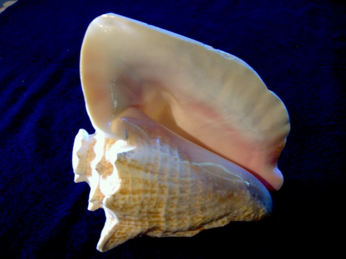 Large Ceremonial Conch Shell Horn Trumpet Only $34.99!