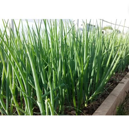 600 Count Vegetable Tokyo Long Bunching Green Onion Seeds Scallion ...