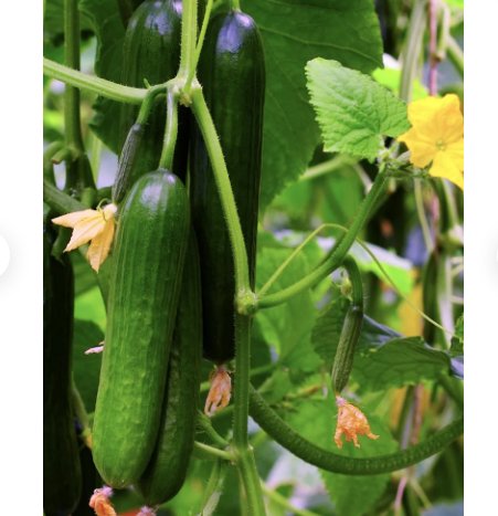 30 Count Vegetable Persian Cucumber Seeds | Lebanese Middle Eastern