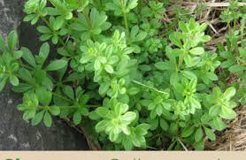 240 Seeds Plant Cleaver Seeds Galium Aparine