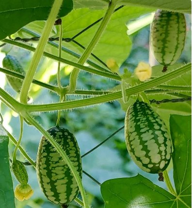 Cucamelon aka Mouse Melon Seeds Melothria Scabra 20 Seeds Flower