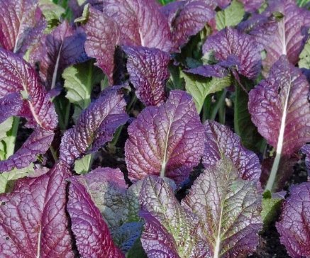 200 Seeds Osaka Giant Purple Mustard Brassica Juncea Delicious