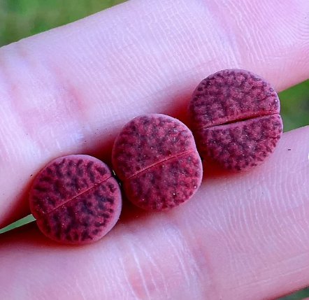 Lithops bromfieldii ‘Embers' Rare Succulents 2 Live Plant For Garden