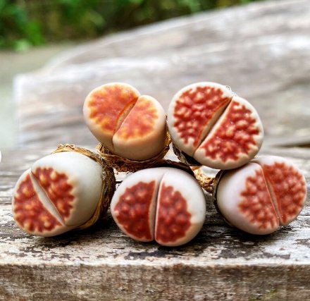 Lithops karasmontana v red top 2 Live Plant Rare Succulents, Living ...