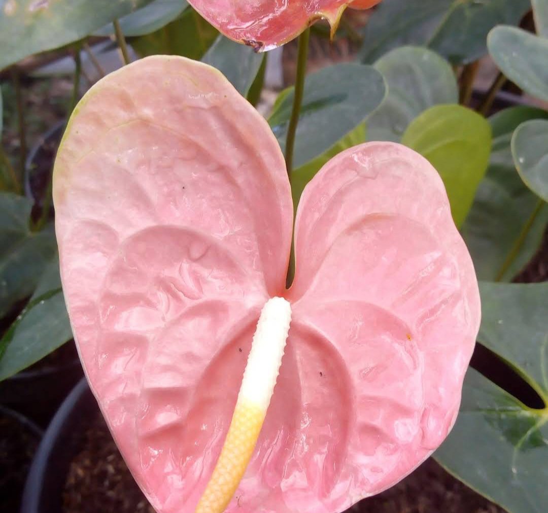 Anthurium pink Emma Plant Flower Home Rare Plant Live Garden plant Easy ...