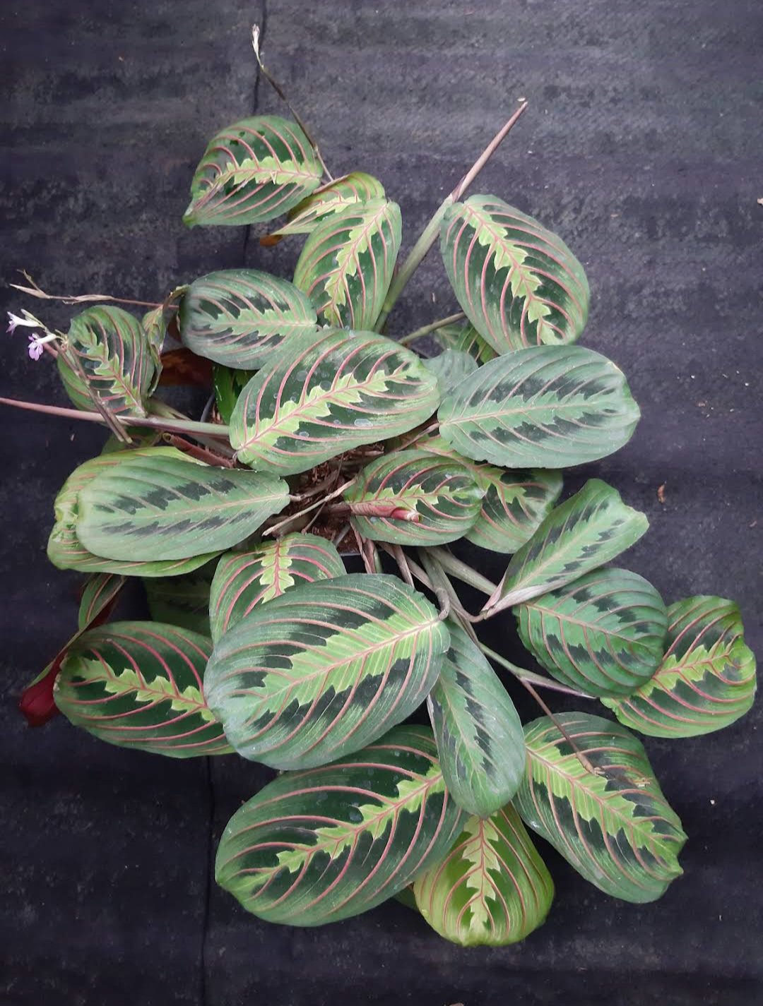 Calathea Maranta Leuconeura Plant Home Rare Plant Live Garden Easy Care ...