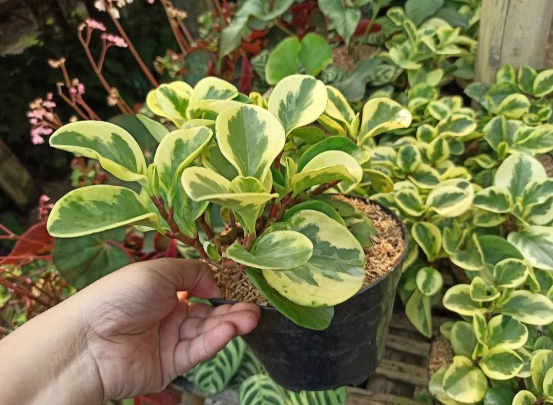 Peperomia Obtusifolia Variegata Flower Plant Home Rare Plant Live ...
