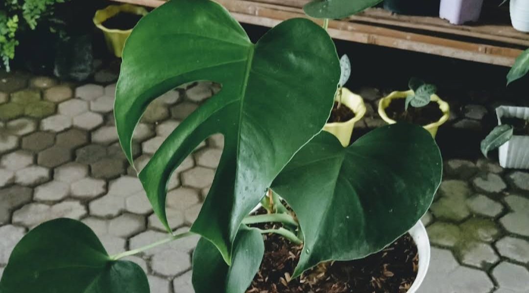 Monstera Deliciosa Swiss Cheese Flower Plant Home Rare Plant Live ...