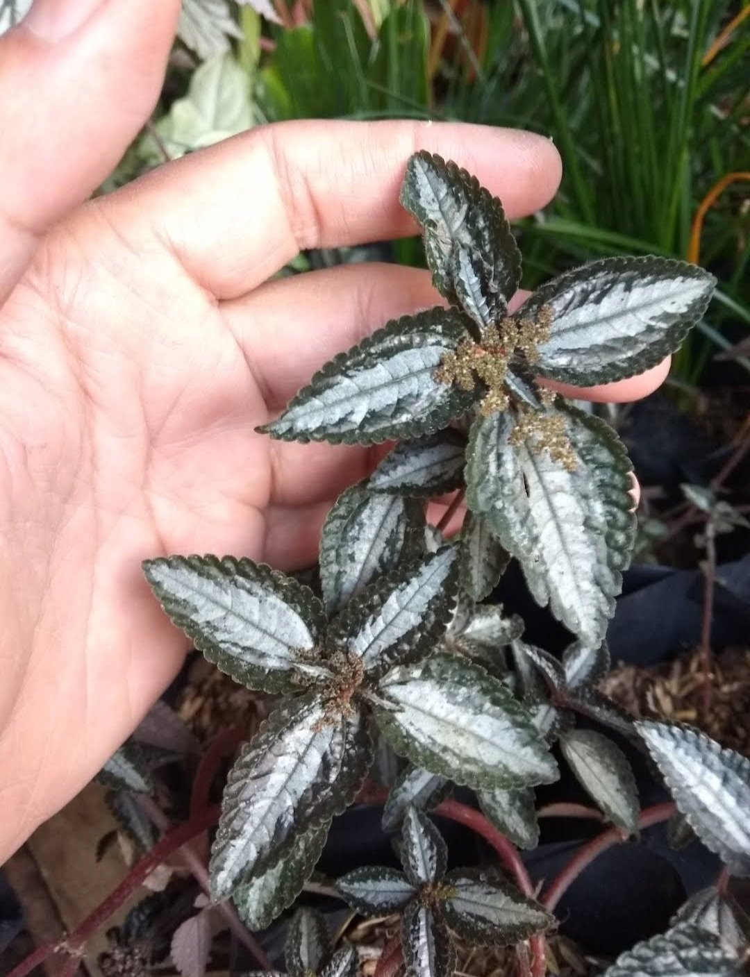 Silver Tree Pilea (Pilea spruceana) Plant RARE Flower Home Plant Live ...