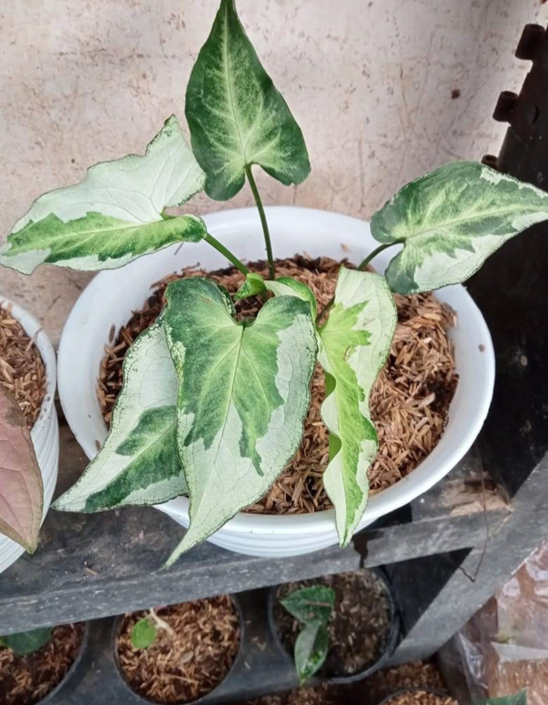 Syngonium Three kings Flower Plant RARE Home Plant Easy Care Live Plant