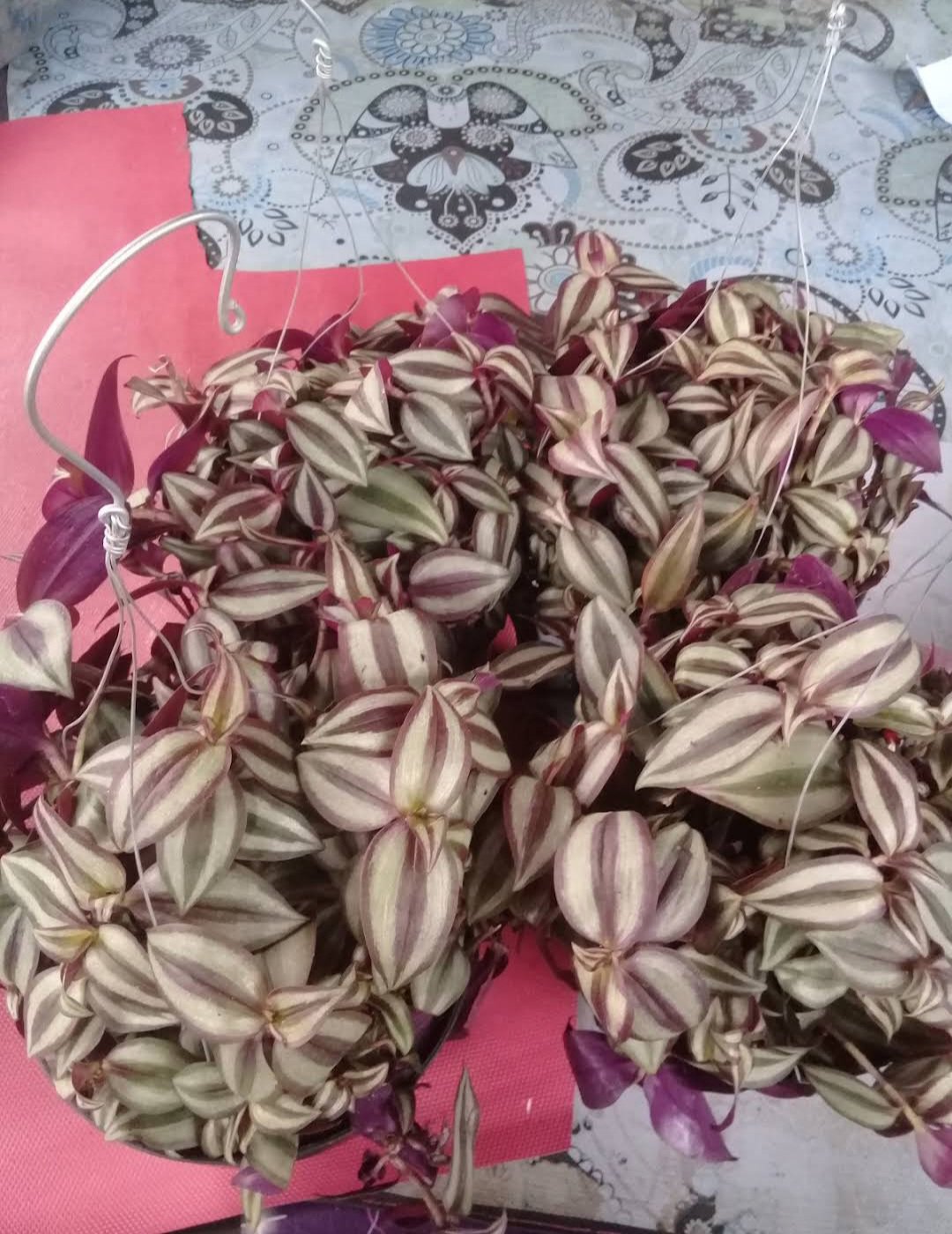 Tradescantia Zebrina pendula Flower Plant RARE Home Plant Easy Care ...