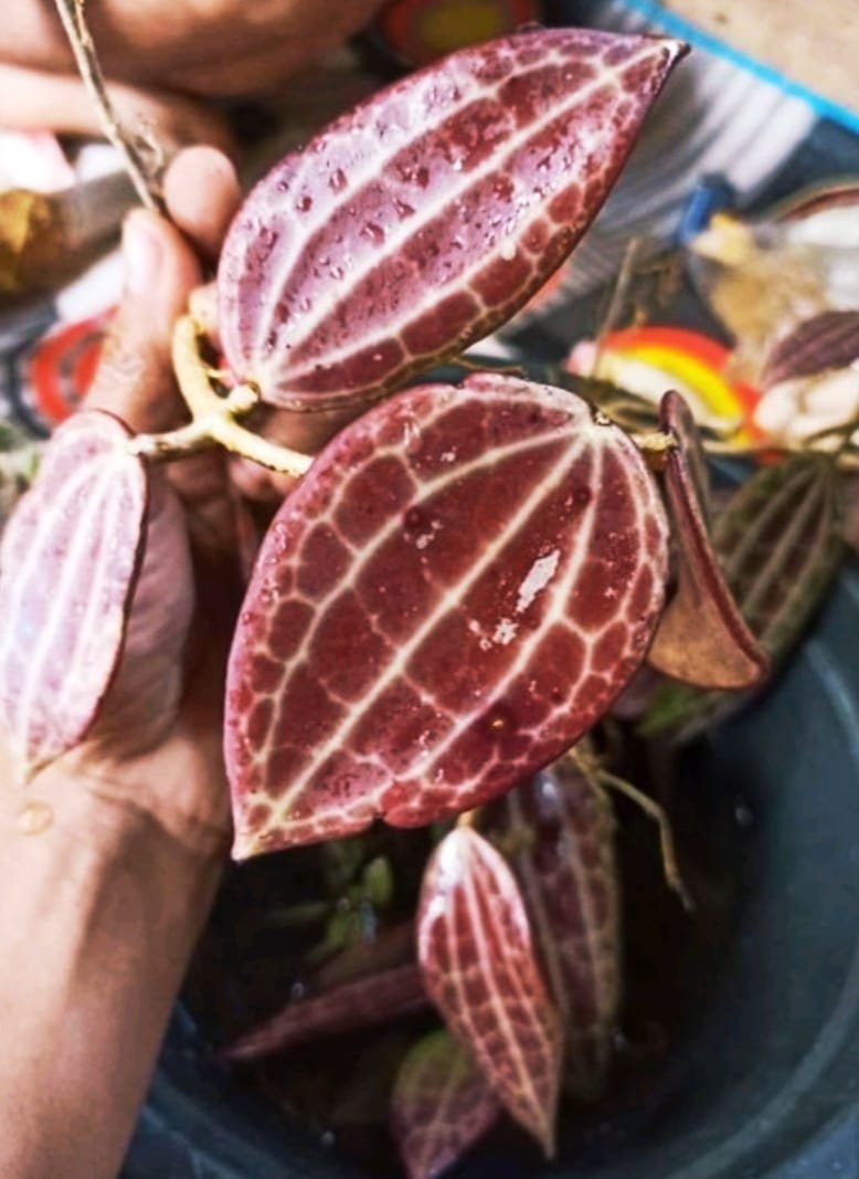 hoya macrophylla Red