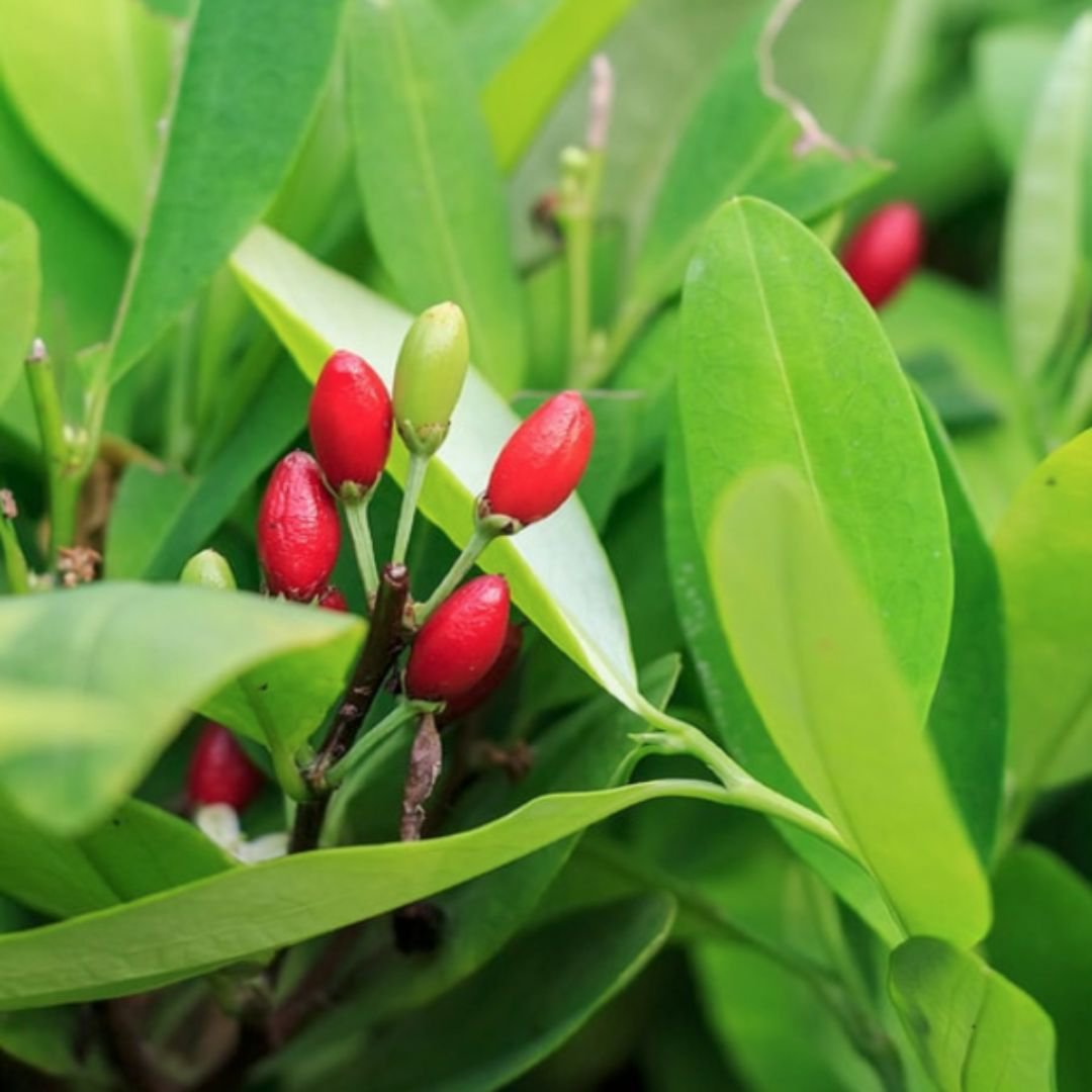 50 Coca seeds ORGANIC High Germination 2 buy get free 5 seeds