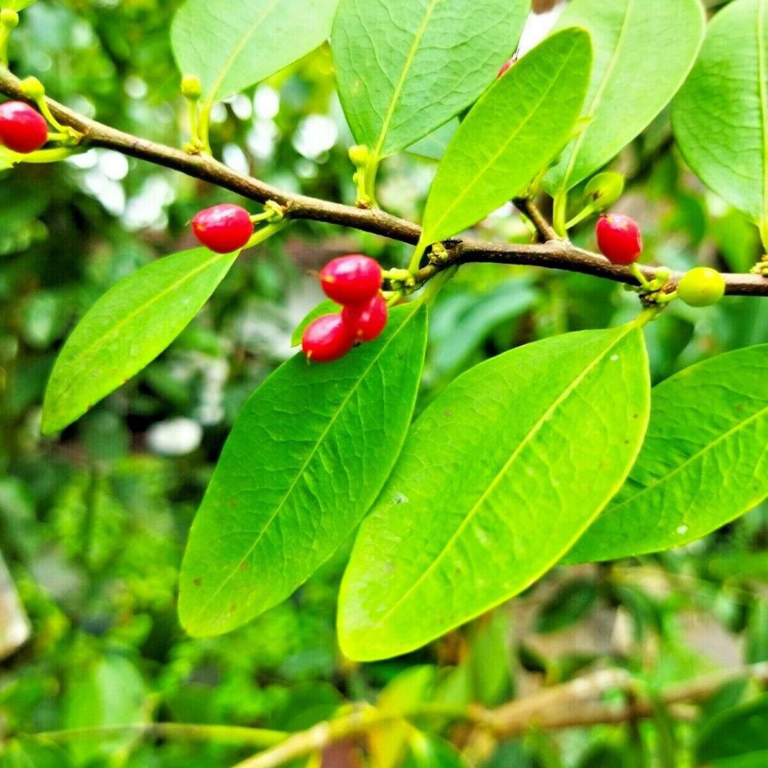 50 Coca seeds ORGANIC High Germination 2 buy get free 5 seeds