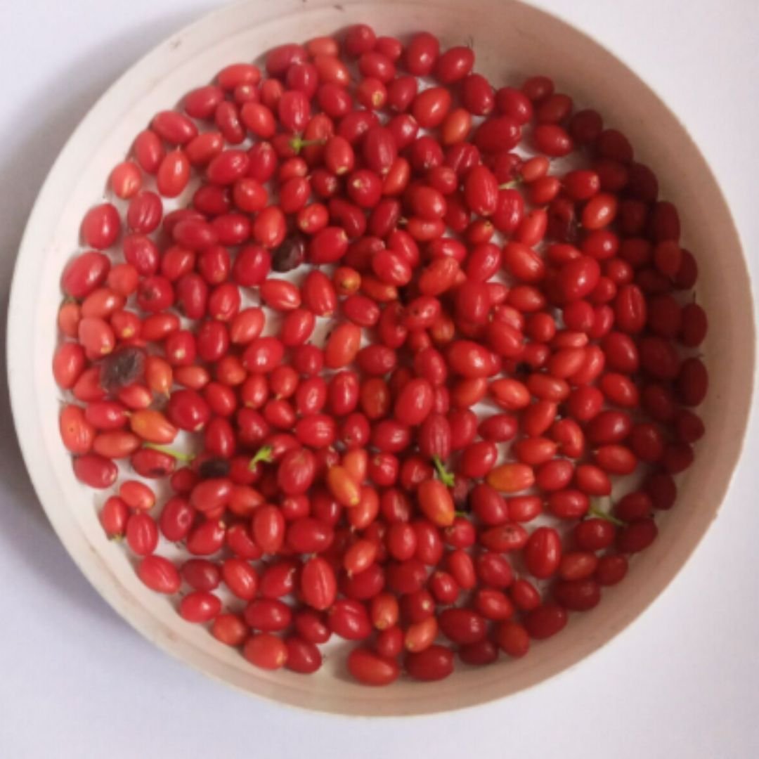 50 Coca seeds ORGANIC High Germination 2 buy get free 5 seeds