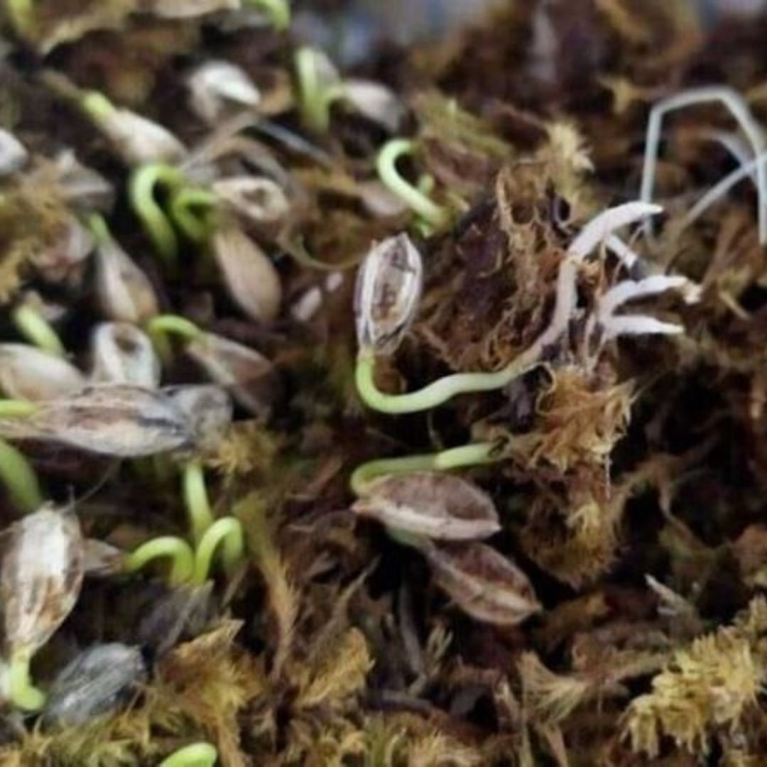 50 Coca seeds ORGANIC High Germination 2 buy get free 5 seeds