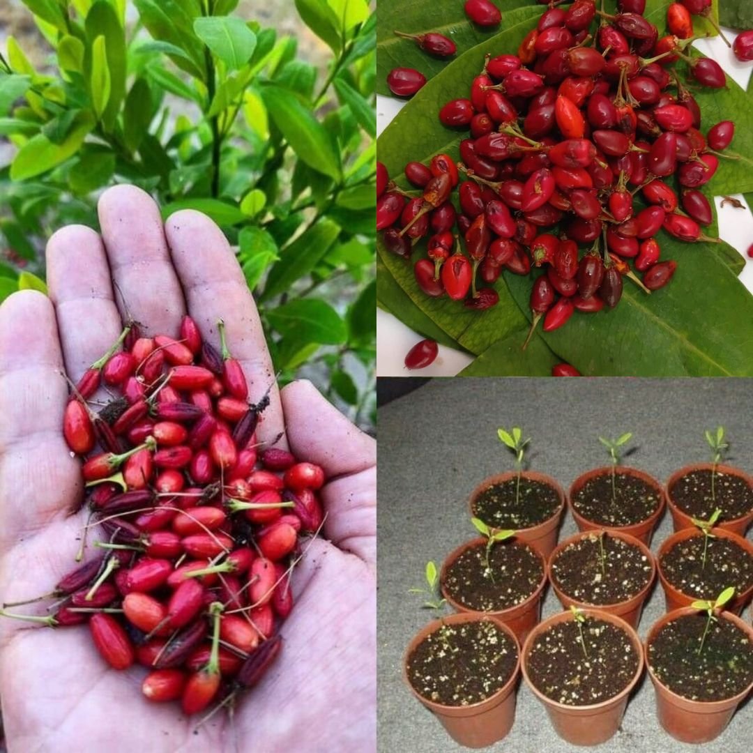 50 Coca seeds ORGANIC High Germination 2 buy get free 5 seeds