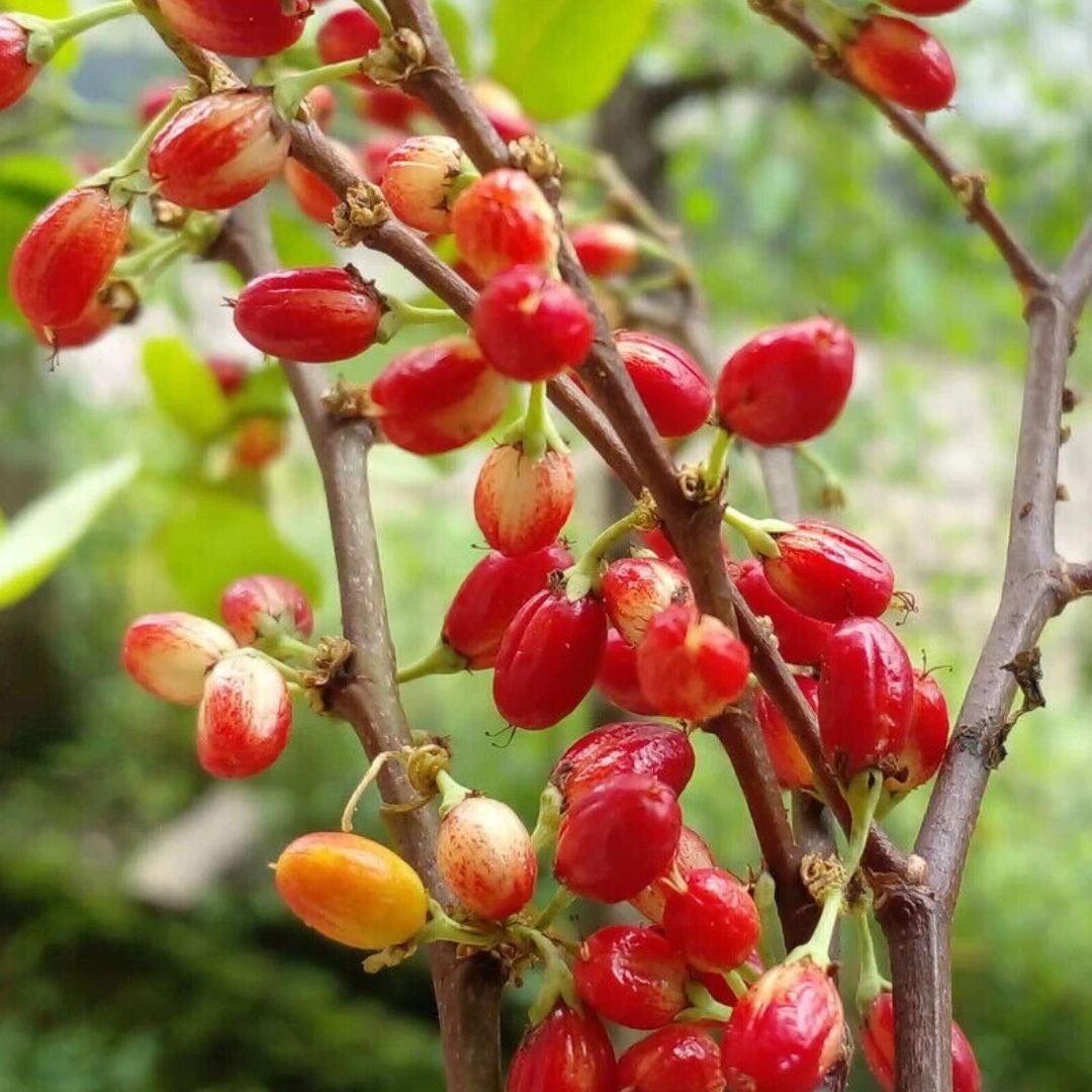 50 Coca seeds ORGANIC High Germination 2 buy get free 5 seeds