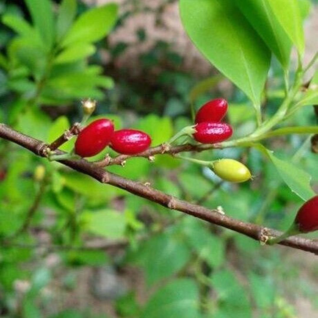 50 Coca seeds ORGANIC High Germination 2 buy get free 5 seeds