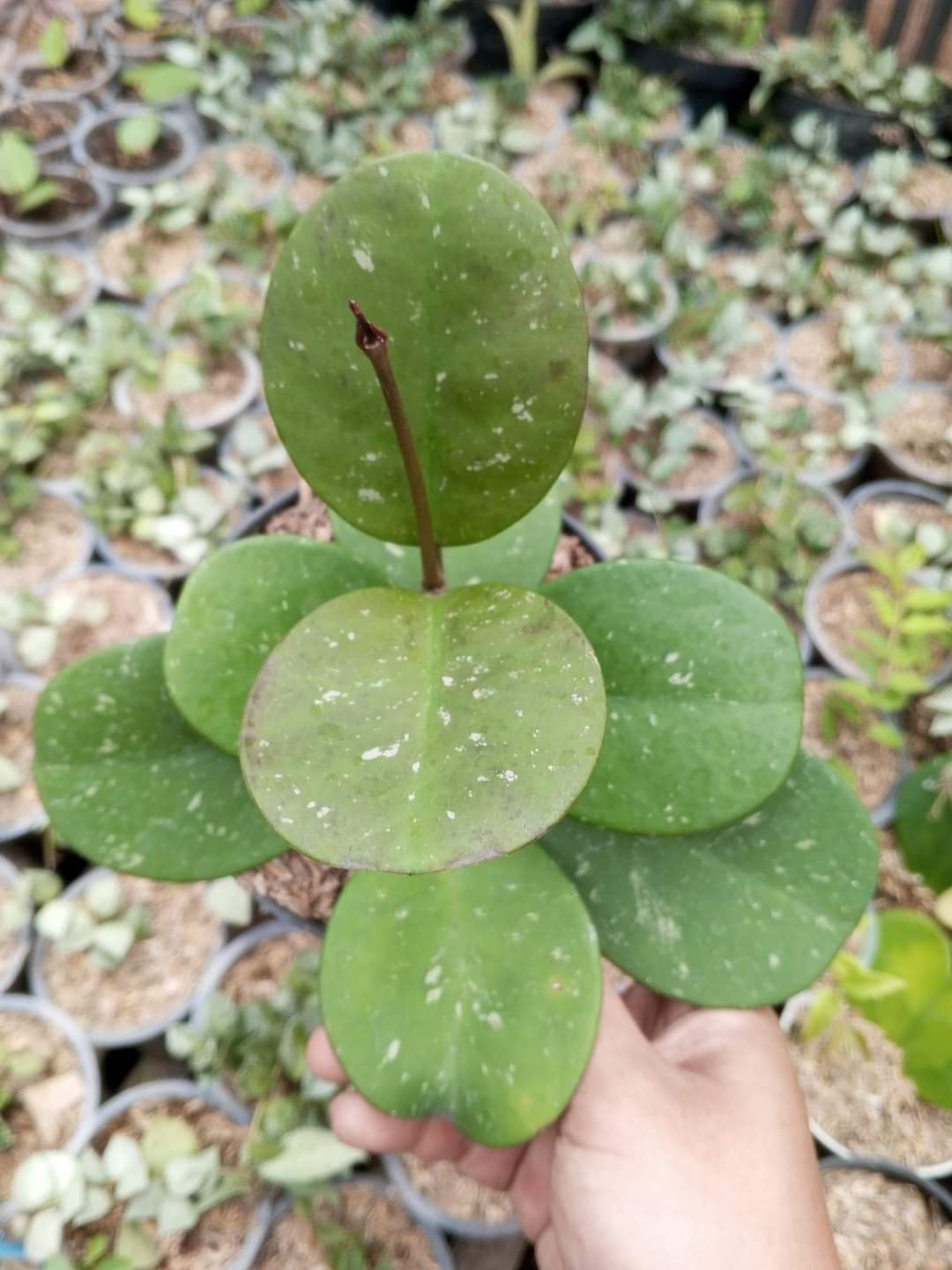 Hoya obovata splash