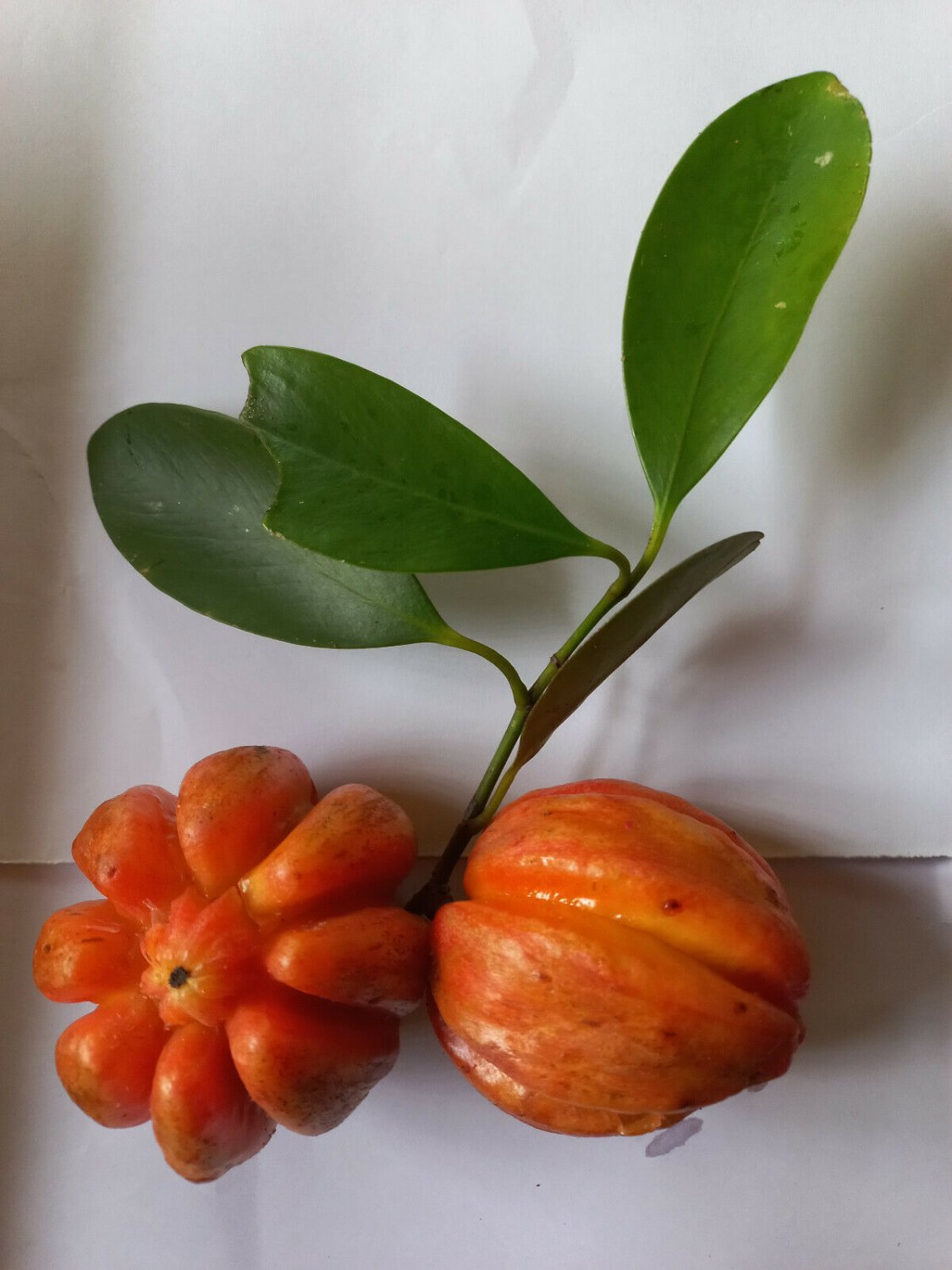 DRIED GORAKA -GARCINIA NATURAL PRODUCT