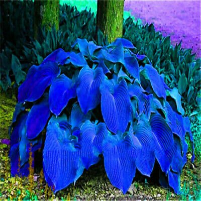 200 Seeds Blue Caladium Dwarf Elephant Ear Ornamental Plant