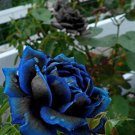200 Seeds Blue Caladium Dwarf Elephant Ear Ornamental Plant