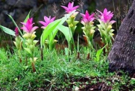 10 seeds Thailand Curcuma Seeds Siam Tulip