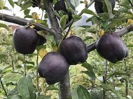 30 Seeds Black Diamond Apple Tree Plant