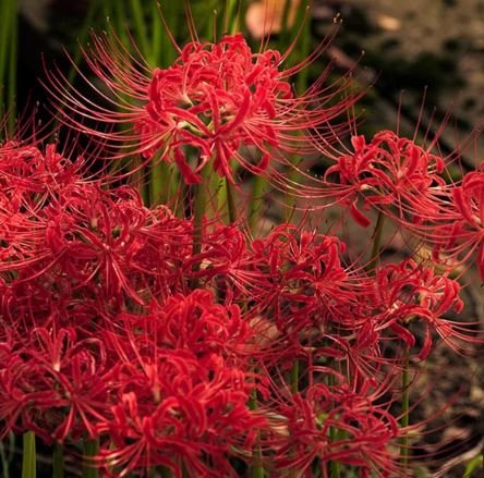 10 Seeds Lycoris Species of Fresh Bulbs Garden Plants Potted