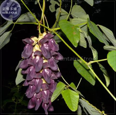 5 Seeds Rare Mucuna Pruriens Black Jade Vine