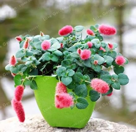 100 Seeds Acalypha Hispida Bonsai Chenille Plant Red-Hot Cattail Beautiful