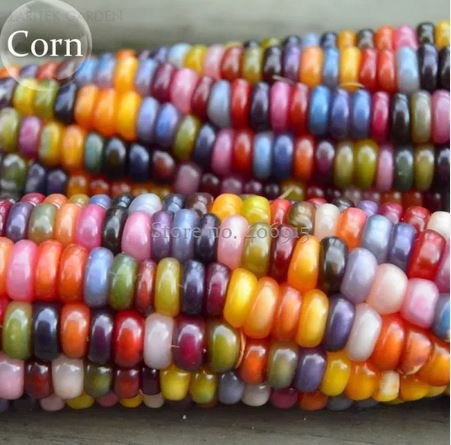 20 Seeds Rare Heirloom Colorful Hybrid Corn