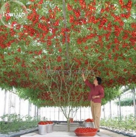 100 Seeds Giant Tomato Tree healthy delicious nutritious edible fruits