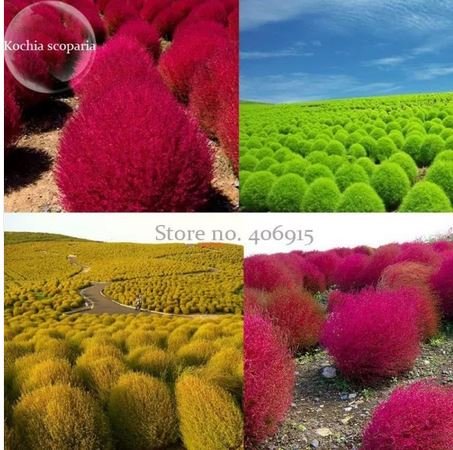 200 seeds Kochia Scoparia Burning Bush Grass Green Red Mixed