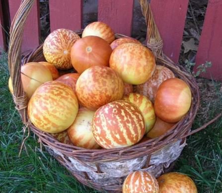 100 Seeds Tigger Tiger Miniature Personal Melon Heirloom Cucumis Melo