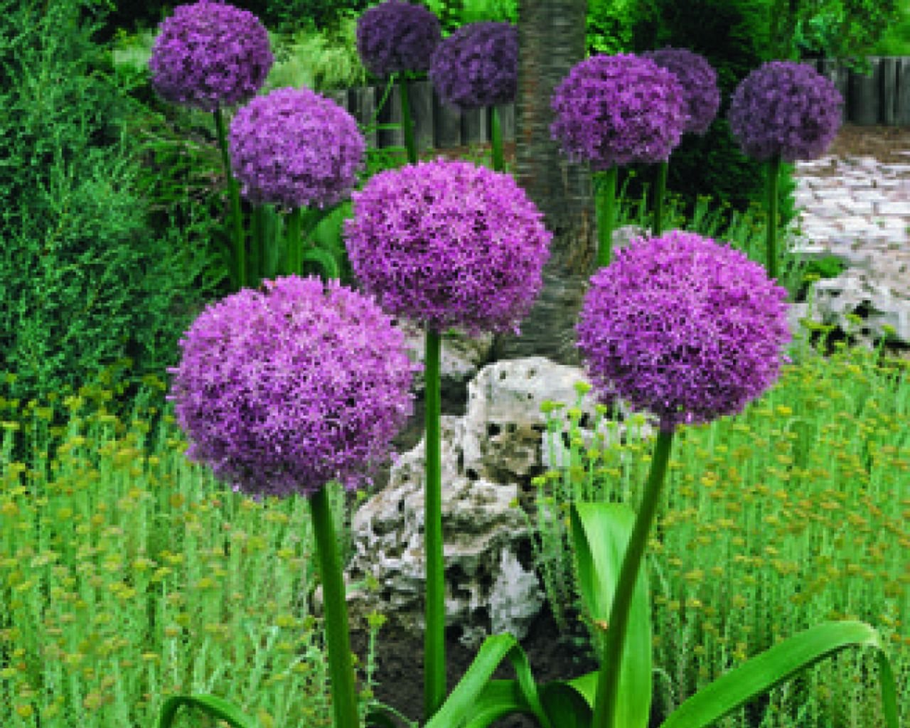100 Seeds Giant Allium Giganteum Globemaster Beautiful Flower