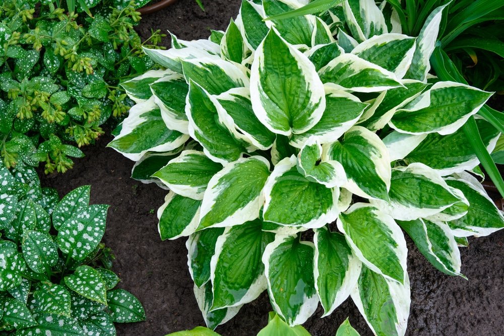 200 Seeds Japanese Hosta Perennials - 6 Colors Available