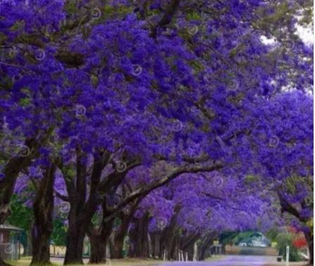 20 Seeds Genuine Purple Jacaranda Mimosifolia Tree Shrub