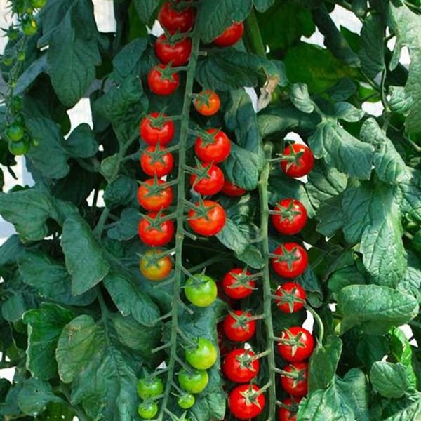 100 Seeds Tomato 'Rapunzel' Green Red Bonsai Cherry Tomato