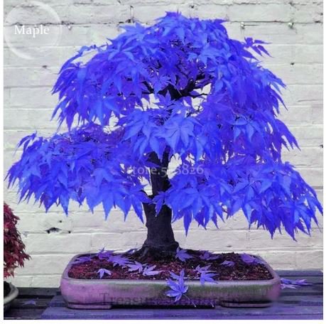 10 Seeds Rare Blue Maple Tree