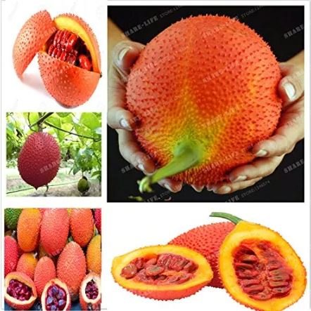 10 Seeds Gac Fruit Seeds Momordica Cochinchinensis