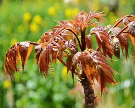 100 Seeds Organic Toona Sinensis Bonsai Chinese Toon Shoots Tree Vegetable