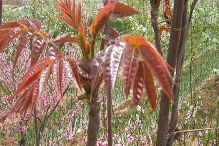 100 Seeds Organic Toona Sinensis Bonsai Chinese Toon Shoots Tree Vegetable