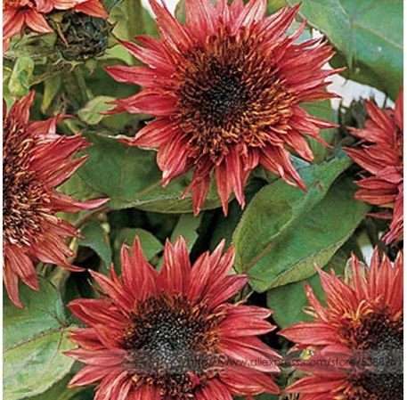 15 Seeds Double Dandy Hybrid Sunflower Ornamental