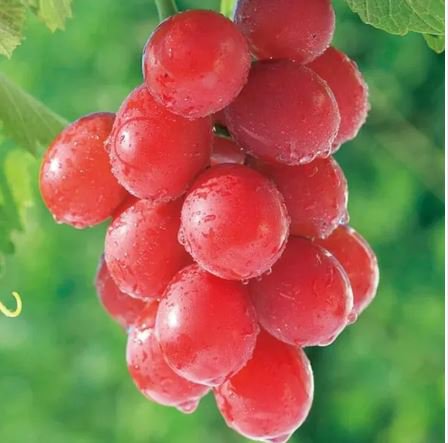 15 Seeds Ruby Roman Grapes