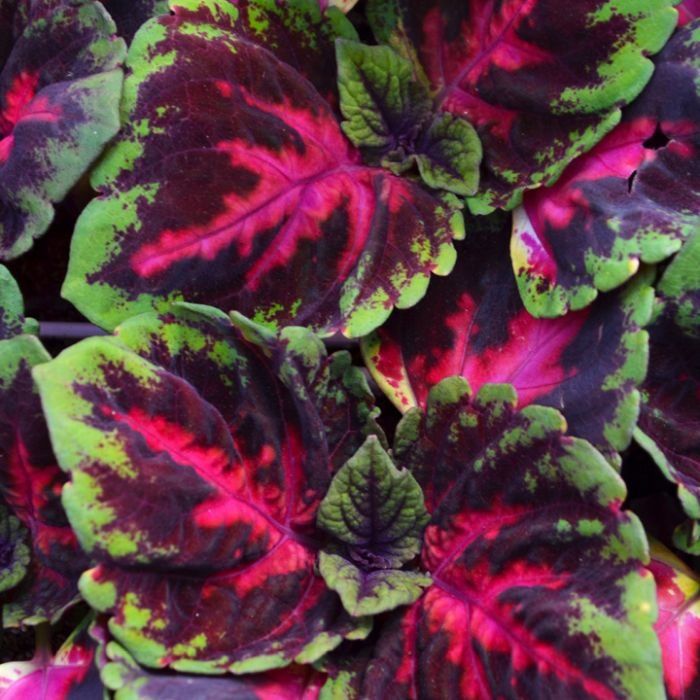 200 Seeds Rare Coleus Blumei Plant Flower Bonsai Potted Begonia Plants