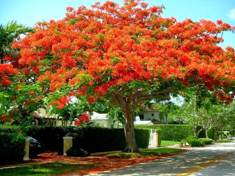 20 Seeds Delonix Regia Red Flame Tree