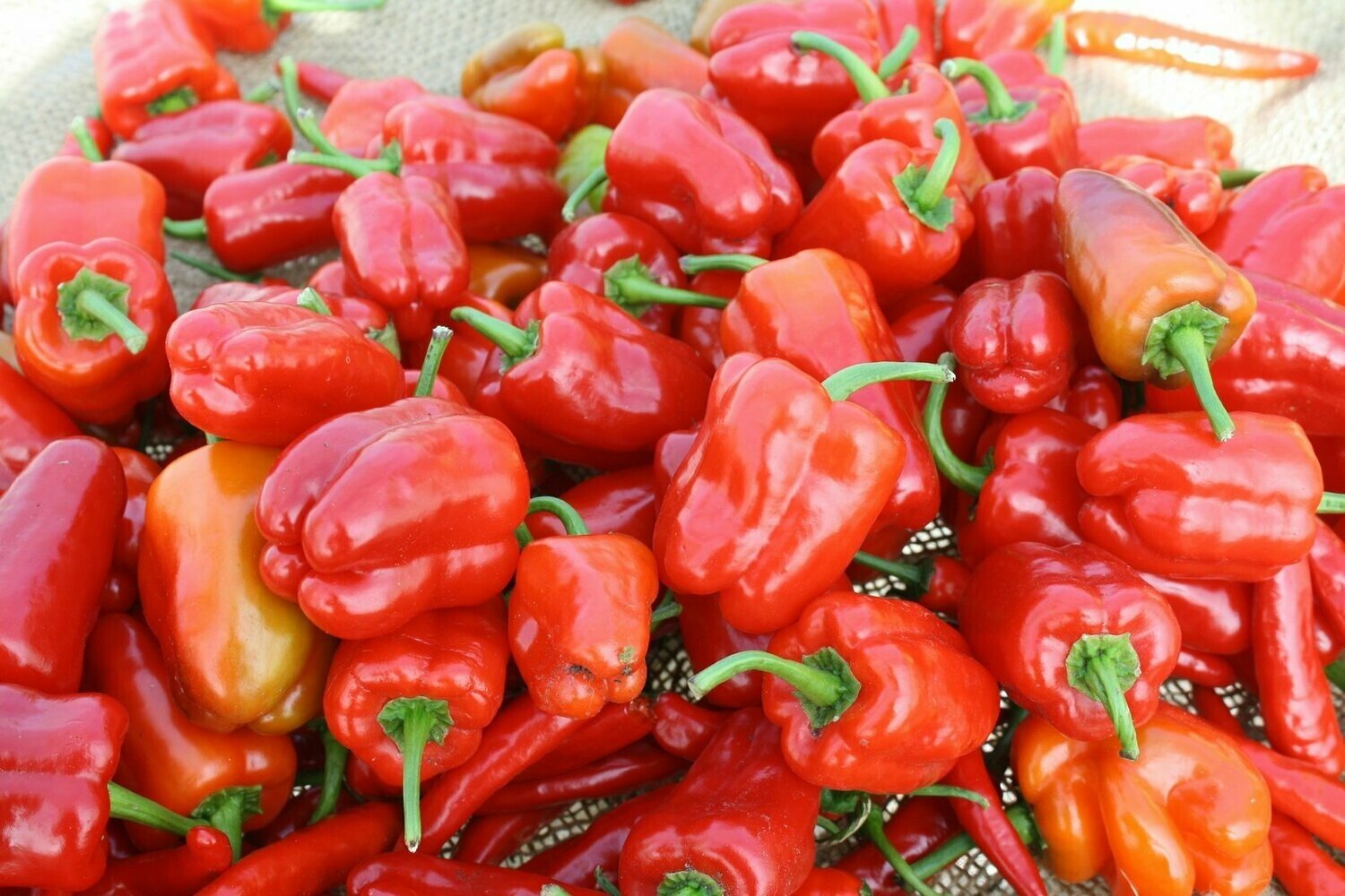 20 Seeds Bell Pepper 'Cajun Belle' Vegetable