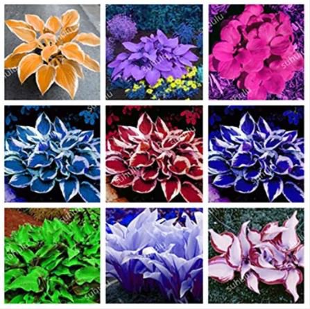 150 Seeds Beautiful Hosta Bonsai, Perennials Lily Flower Shade Hosta Flower